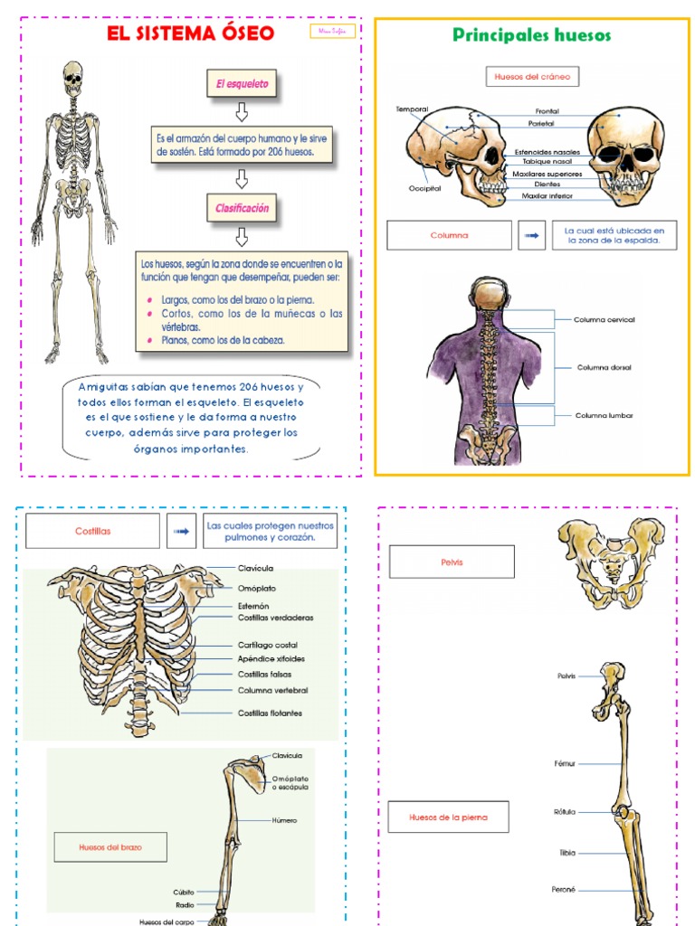 Ficha de Avance El Sistema Oseo | PDF | Deportes y actividades al aire ...