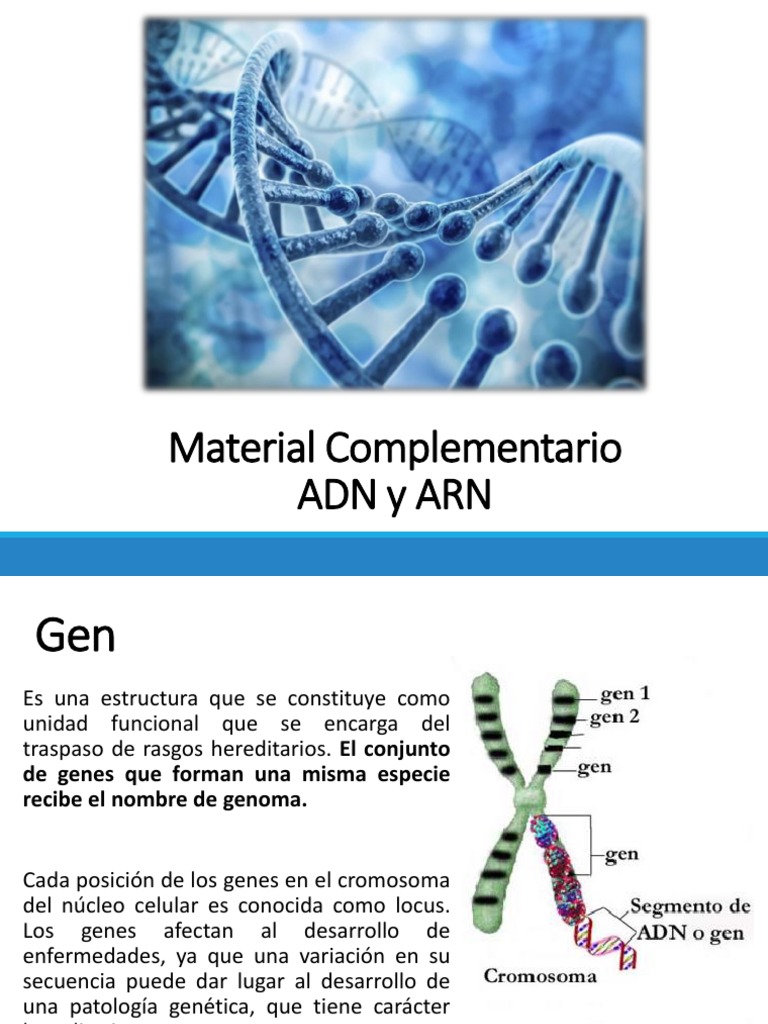 Adn y Arn | PDF