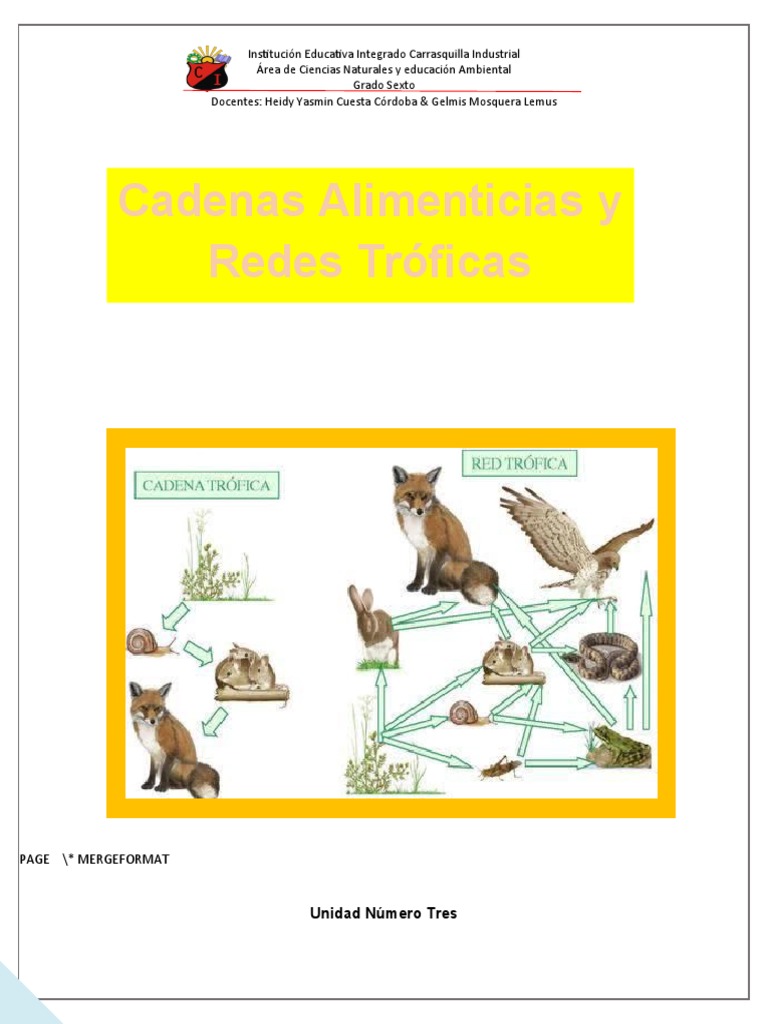 Piramide S | PDF | Red alimentaria | Ecosistema
