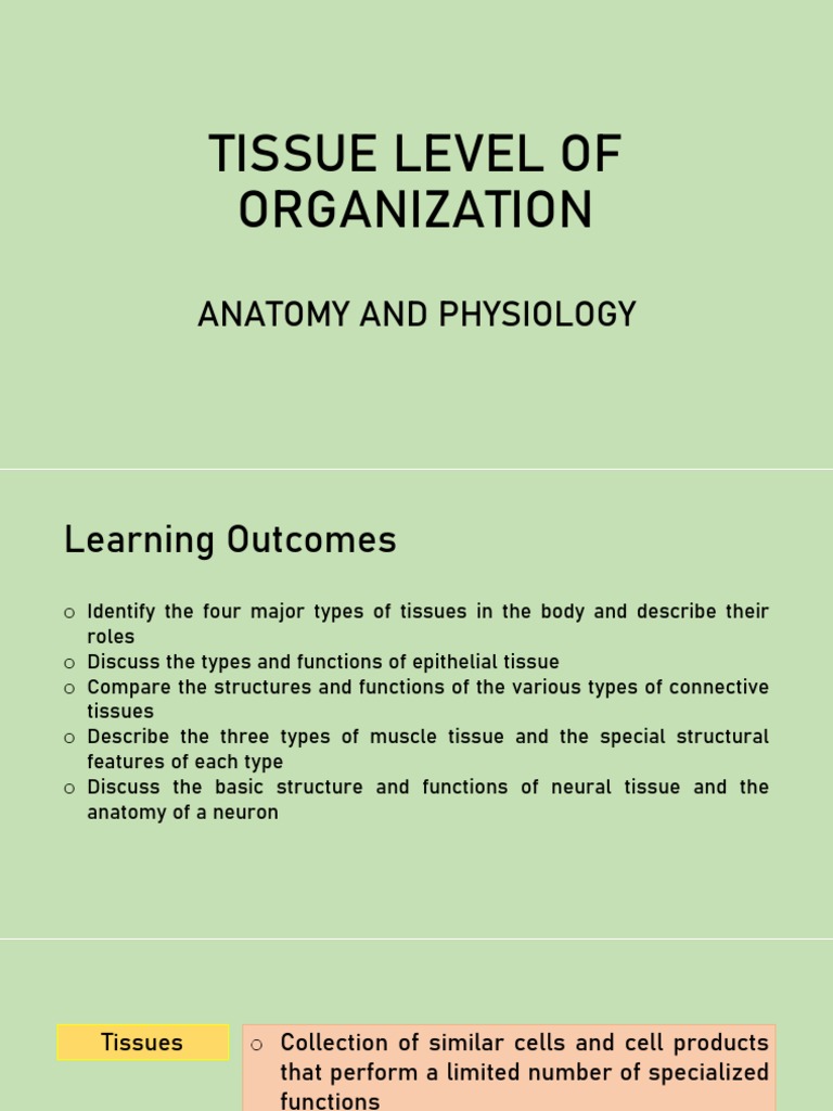 Tissue Level of Organization: Anatomy and Physiology | PDF | Connective ...