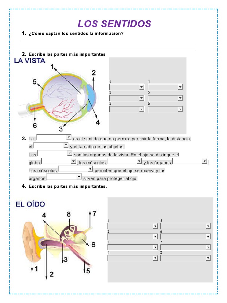 Los Organos de Los Sentidos | PDF | Oído | Gusto