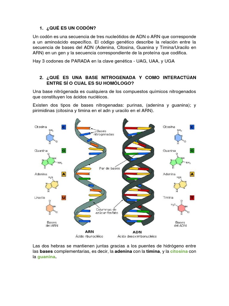 Codones, bases nitrogenadas, aminoácidos y tipos de ARN y cromosomas ...