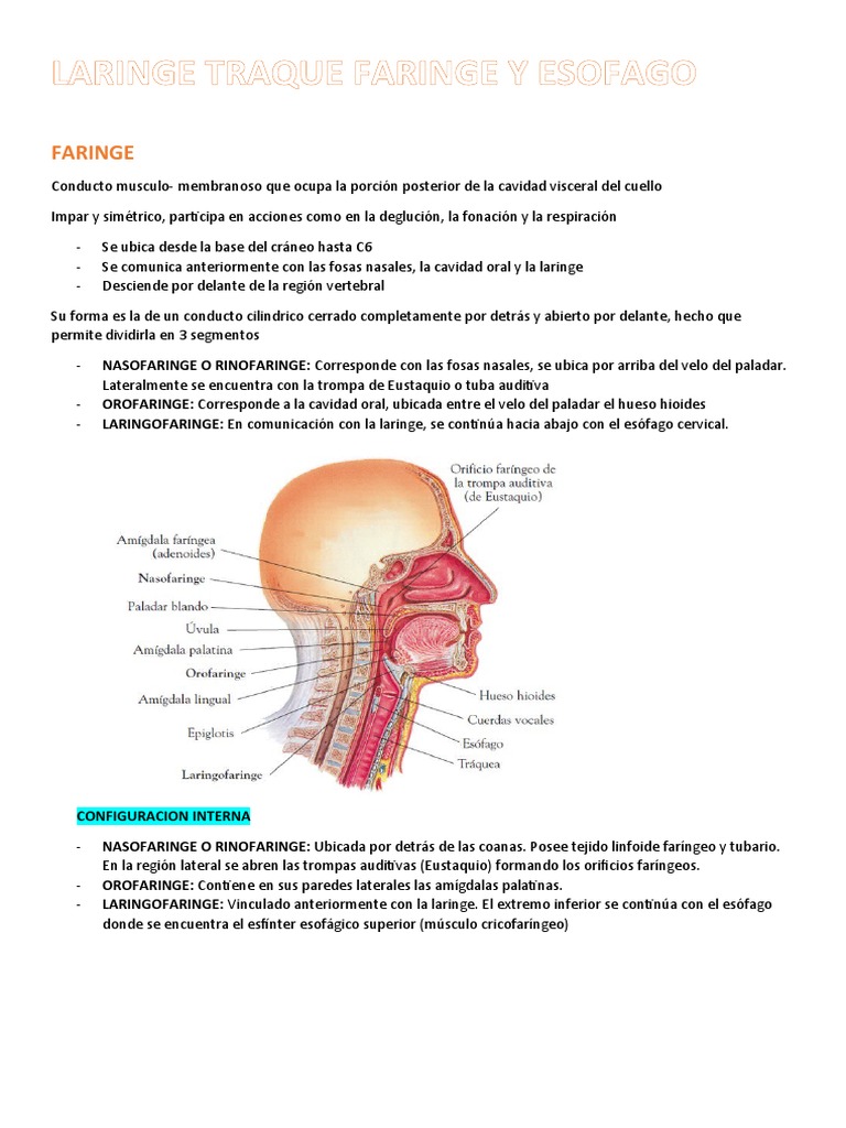 Laringe Traque Faringe y Esofago | PDF | Laringe | Órgano (anatomía)