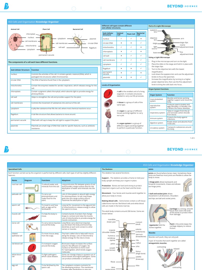 Cells and Organisation Knowledge Organiser | PDF | Cell (Biology ...