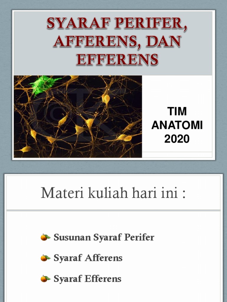 Syaraf Perifer, Afferens Dan Efferens | PDF
