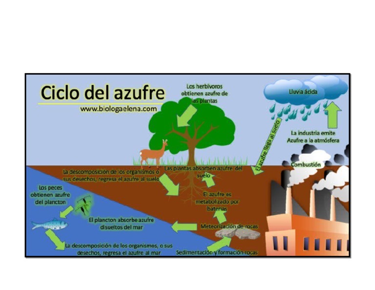 INFOGRAFIA Ciclo Del Azufre | PDF