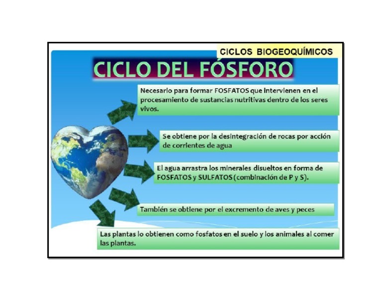 INFOGRAFIA Ciclo Del Fosforo | PDF