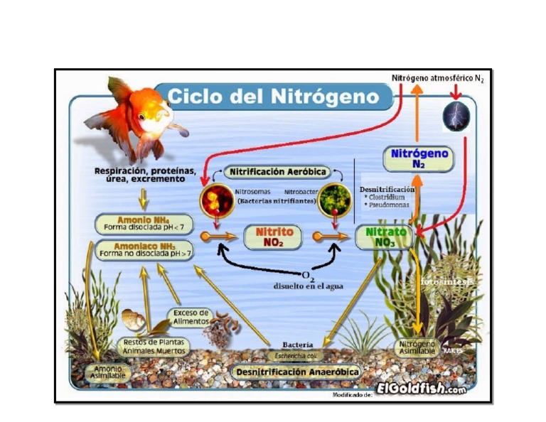 Ciclo Del Nitrogeno Para Nios