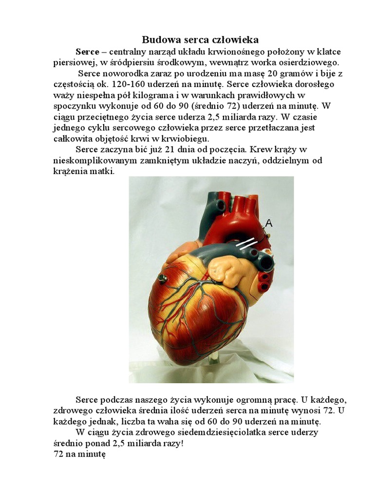 Budowa Serca Człowieka | PDF