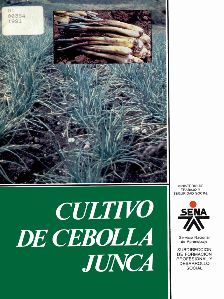 Cultivo de Cebolla Junca | PDF | Fertilizante | Suelo