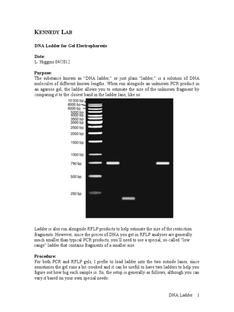Dna Ladder | PDF | Gel Electrophoresis | Polymerase Chain Reaction