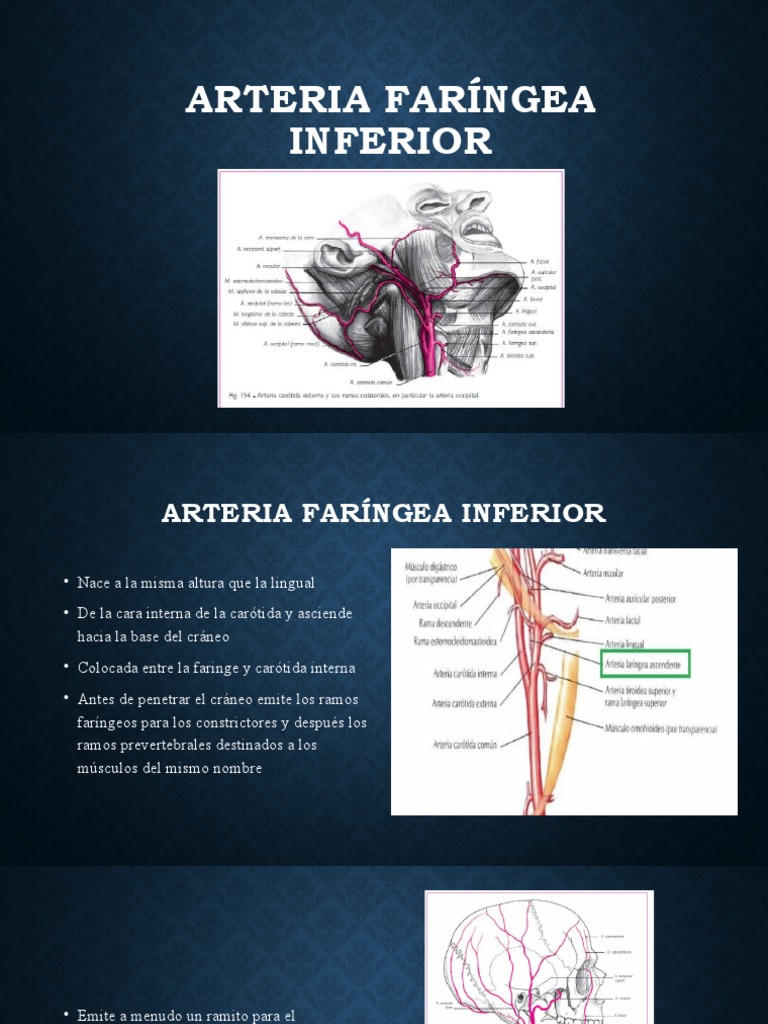 Anatomía de la Arteria Faríngea Inferior | PDF