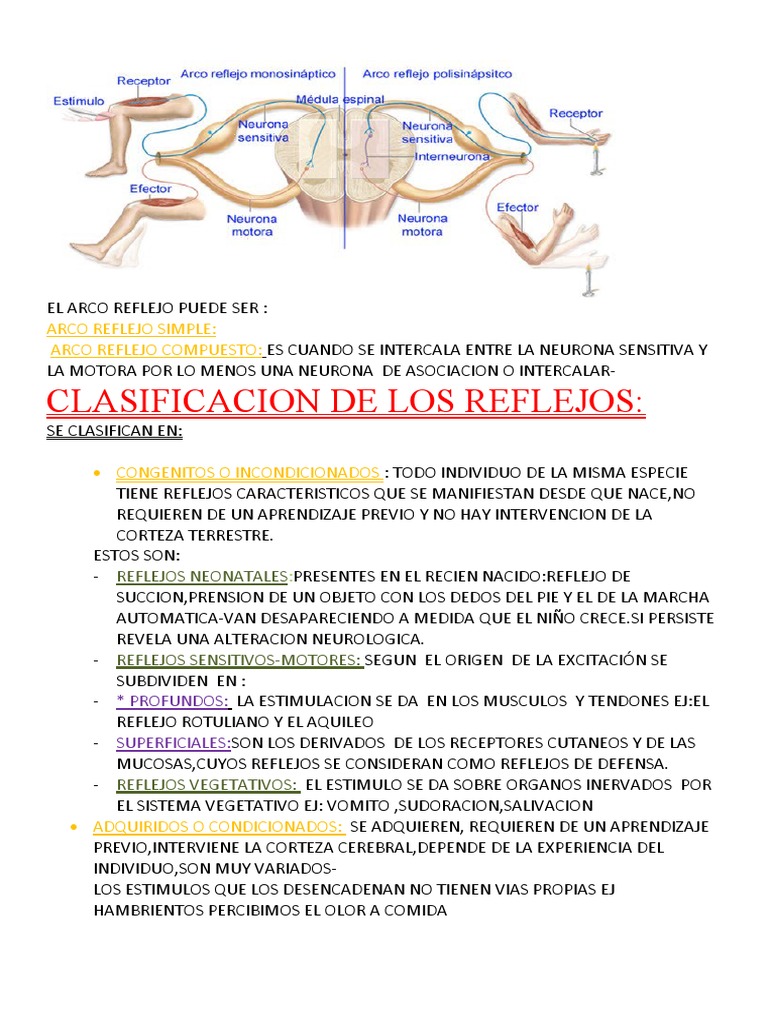 Clasificación del Arco Reflejo | PDF
