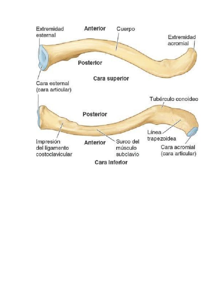 CLAVÍCULA Exposicion | PDF | Articulación | Sistema esquelético