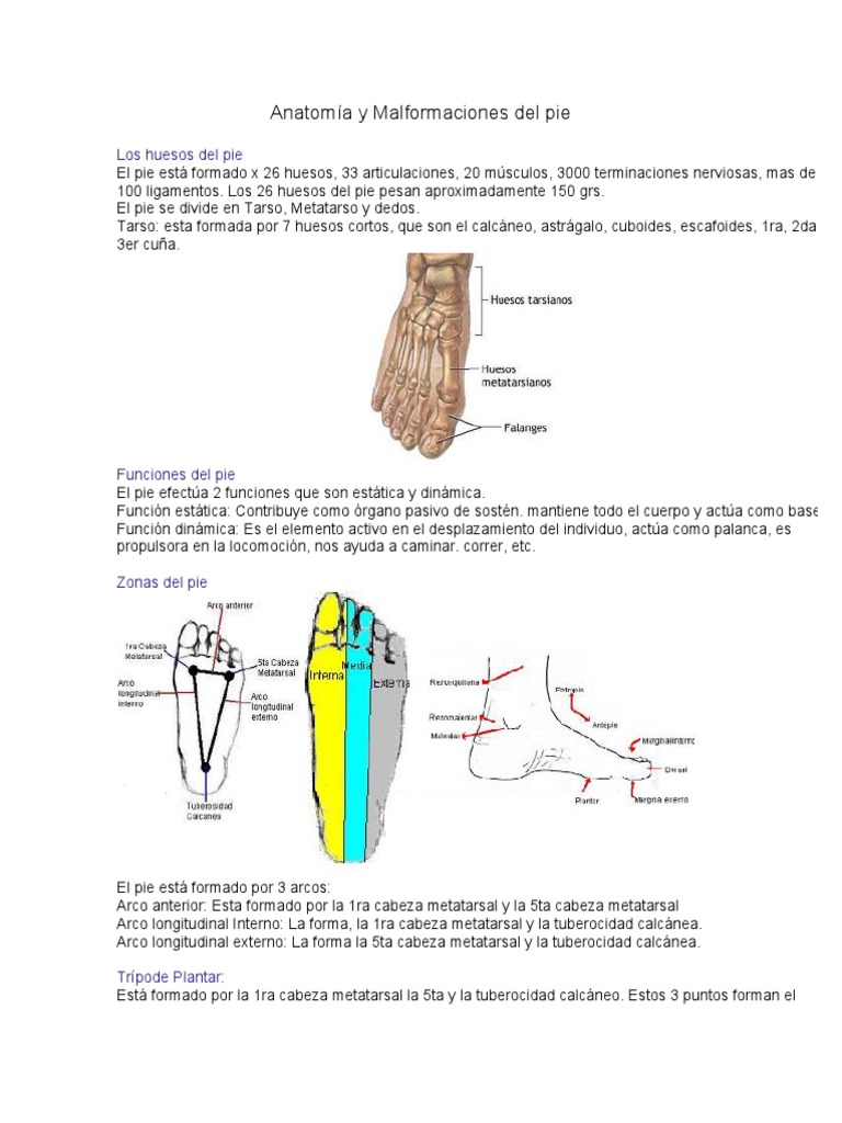 Anatomía y Malformaciones del Pie | PDF | Pie | Rodilla