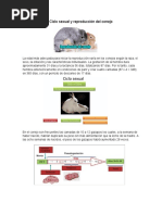 Ciclo de Vida del Conejo para Niños | PDF