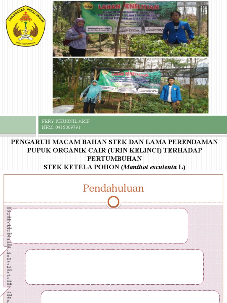 Pengaruh Stek dan Perendaman POC pada Ketela | PDF