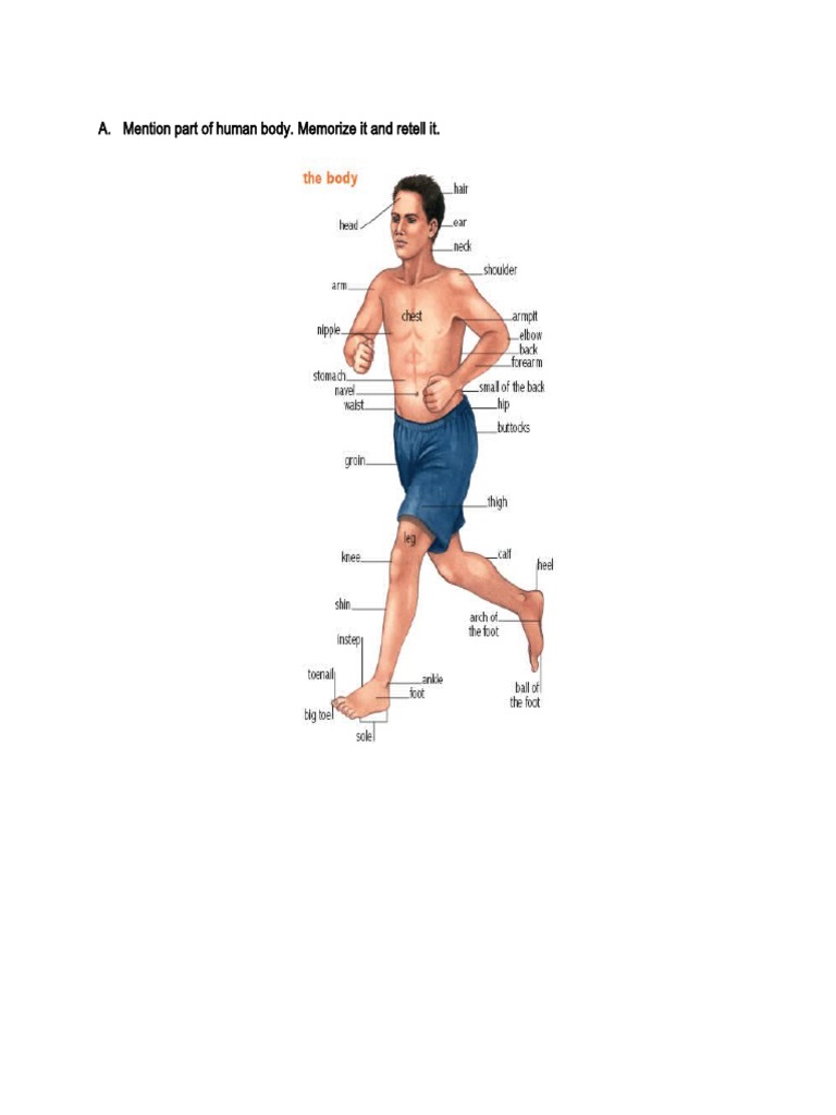 Function and Location of The Body Parts | PDF