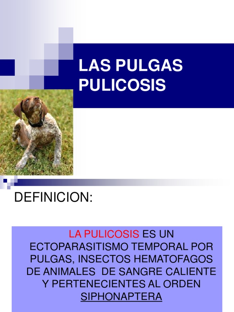 Las Pulgas Pulicosis 2020 | PDF