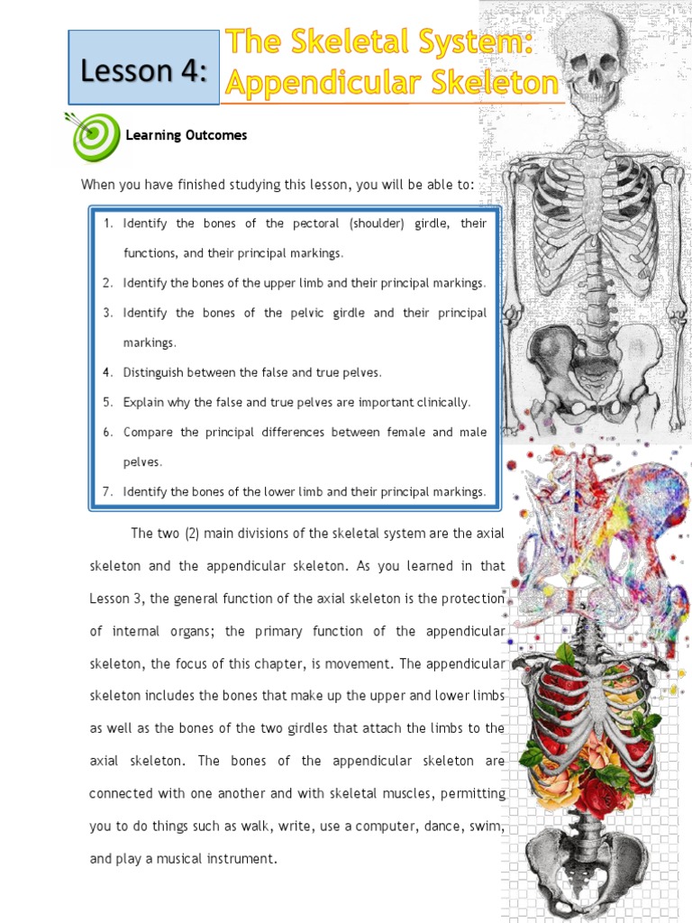 Skeletal System Lesson 4 | PDF | Pelvis | Limbs (Anatomy)