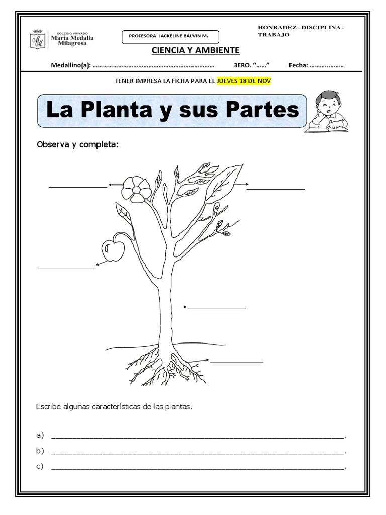 Ficha Partes de La Planta | PDF | Flores | Hoja