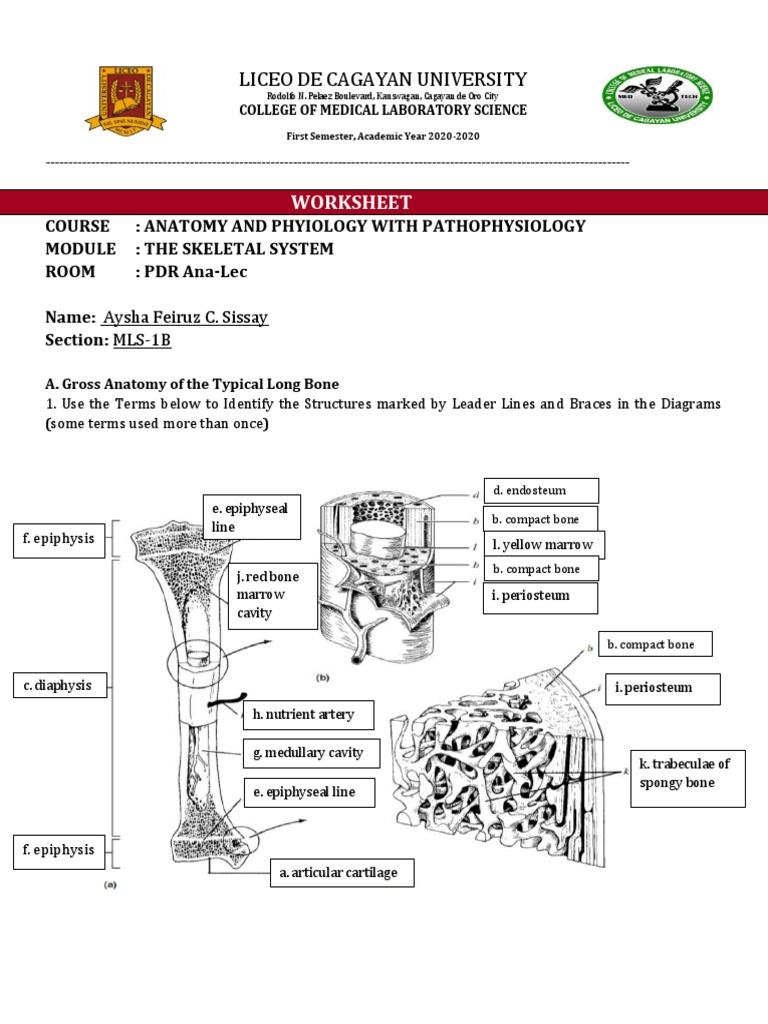 Skeletal Worksheet | PDF | Pelvis | Human Anatomy