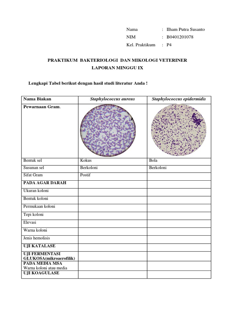 Lembar Kerja Identifikasi Bakteri Kokus Positif Gram | PDF