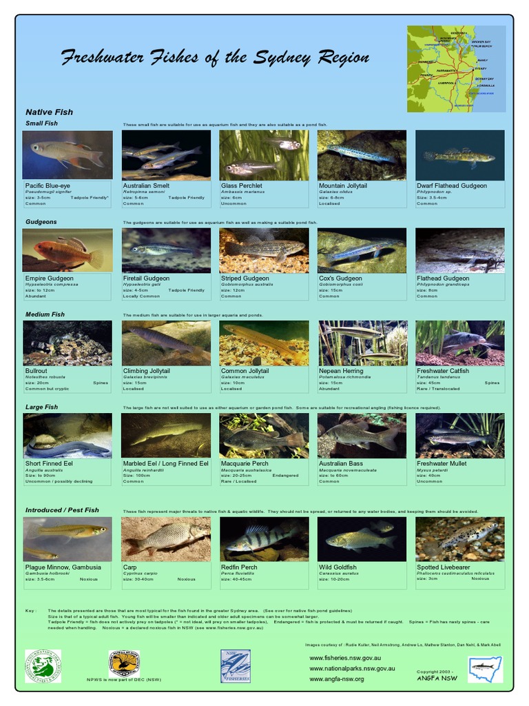 Freshwater Fish Sydney Region - POSTER - 2003 | PDF | Pond | Frog