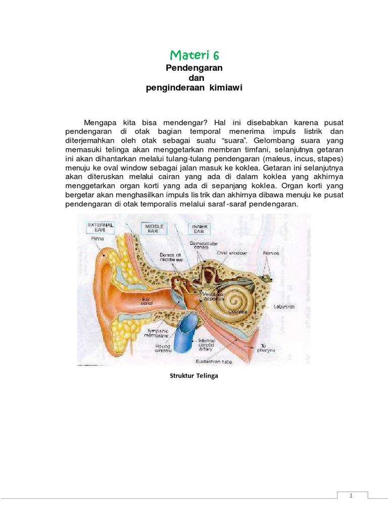 Pendengaran & Indera Kimiawi: Pengaruhnya pada Emosi | PDF