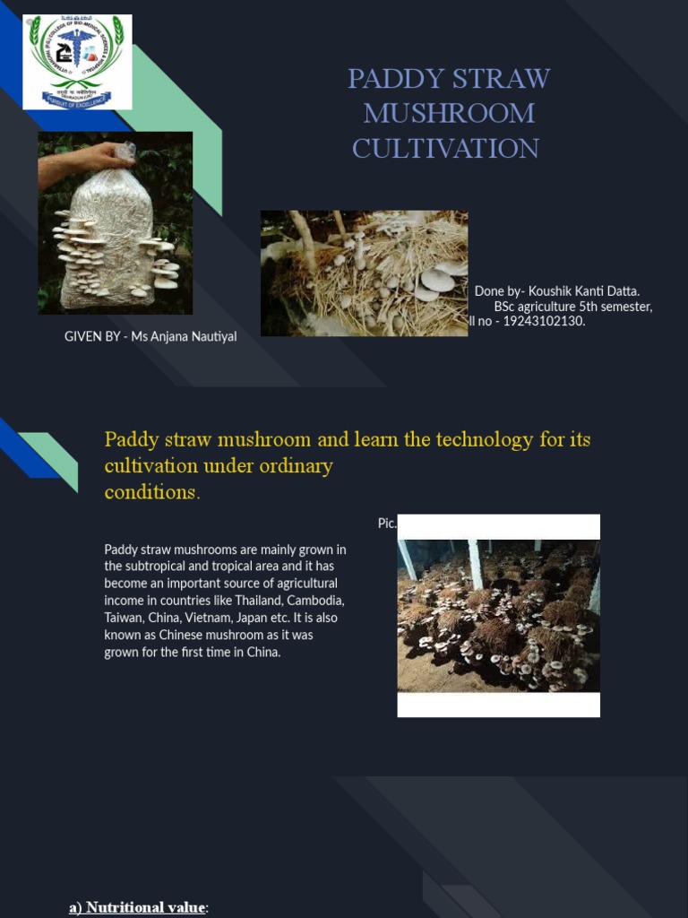 Cultivation of Paddy Straw Mushrooms: A Guide to Growing Volvariella ...
