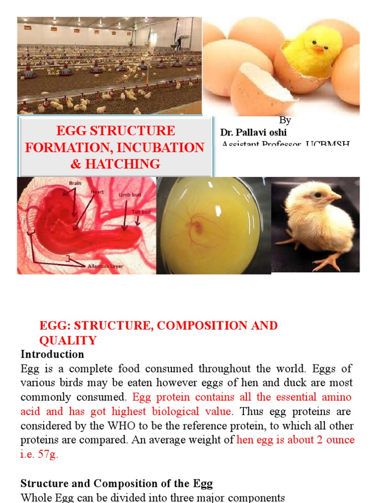 4 Lecture - Incubation, Hatching, Egg Structure and Formation. | PDF ...