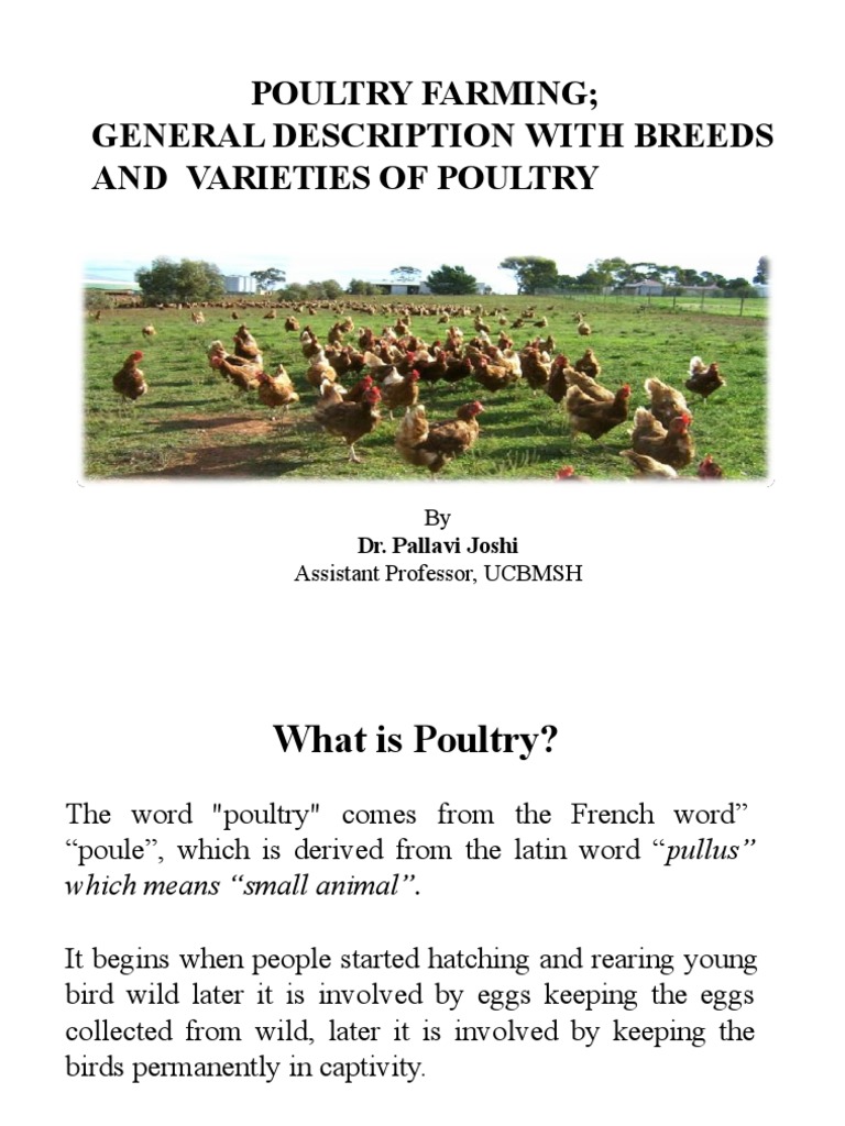 1 Lecture - General Description & Varieties of Poultry | PDF | Chicken ...