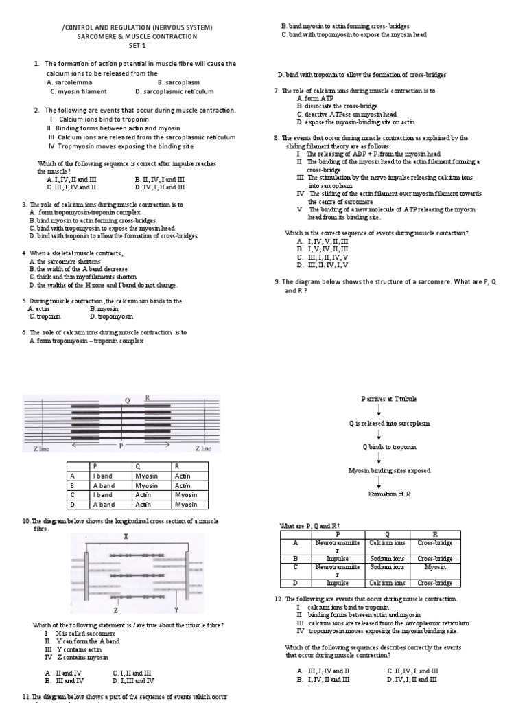 Muscle Contraction and Sarcomere Function | PDF | Muscle Contraction ...