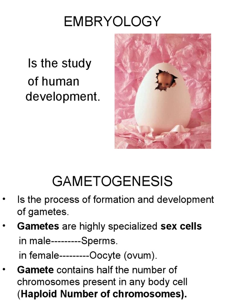 Embryology: Is The Study of Human Development | PDF | Meiosis ...