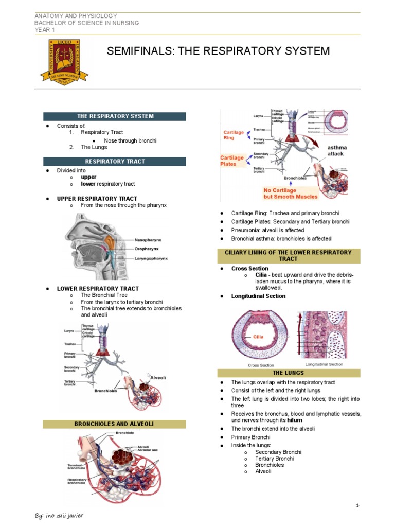 Semifinals Respiratory System | Download Free PDF | Respiratory Tract ...