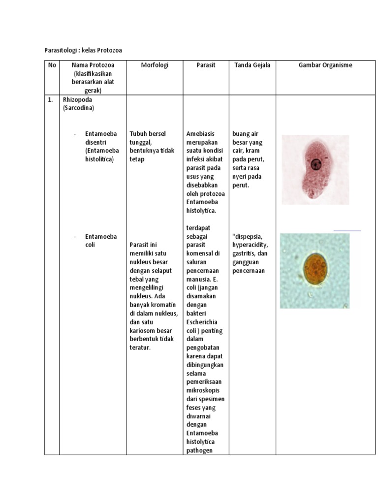 Parasitologi Protozoa | PDF