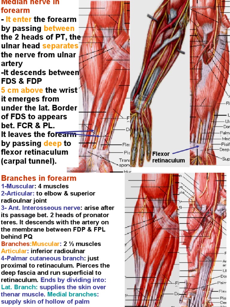 Nerves in Forearm
