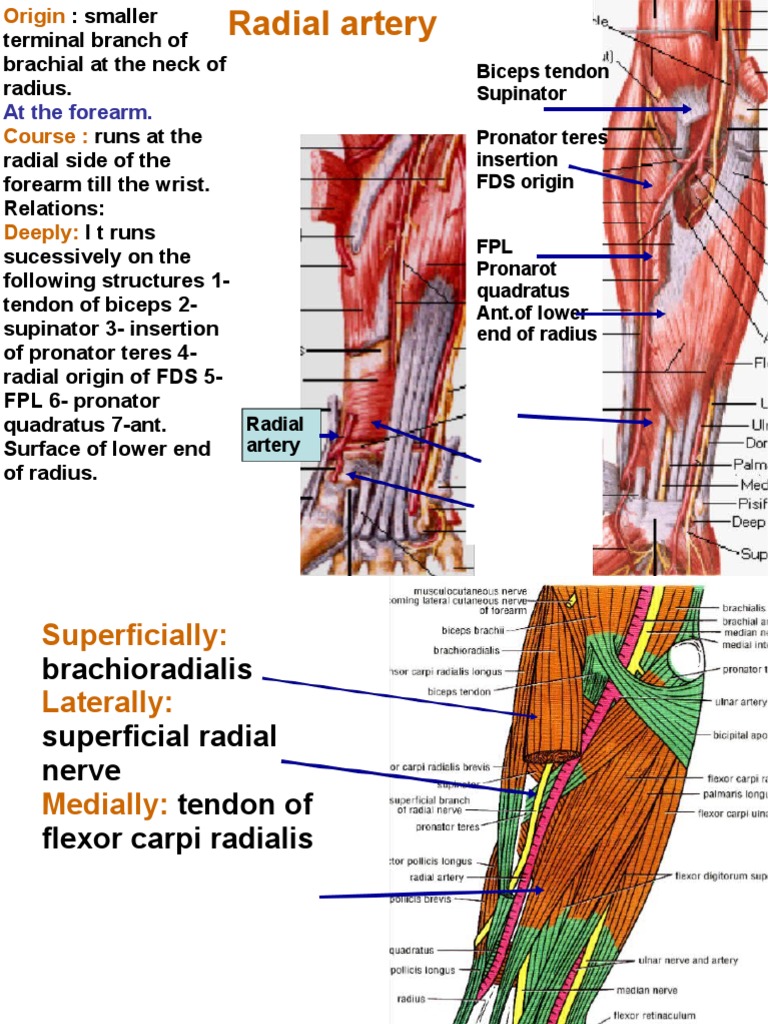 At The Forearm.: Biceps Tendon Supinator Pronator Teres Insertion FDS ...