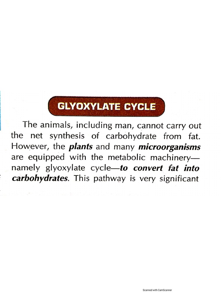 Glyoxylate Cycle | PDF