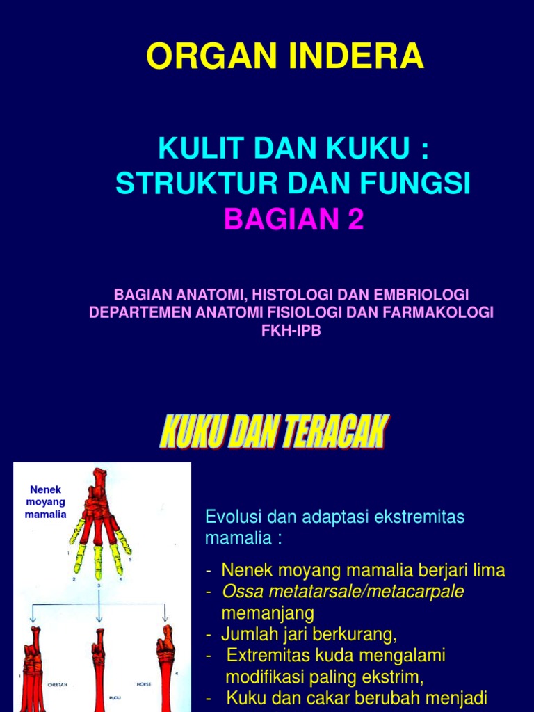 2020 Kulit Dan Kuku-2 | PDF