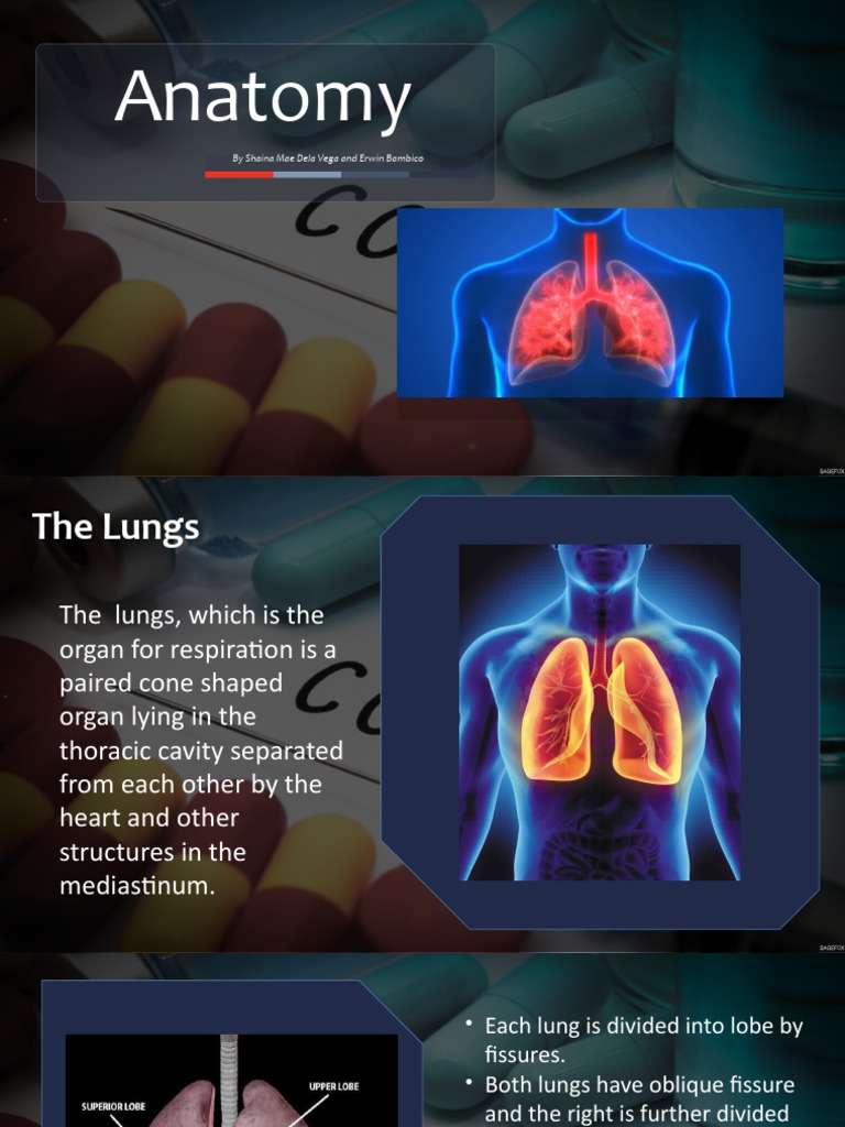 Anatomy Copd | PDF | Respiratory Tract | Lung
