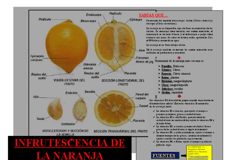 Infrutescencia 222 | PDF | Naranja) | Vitamina