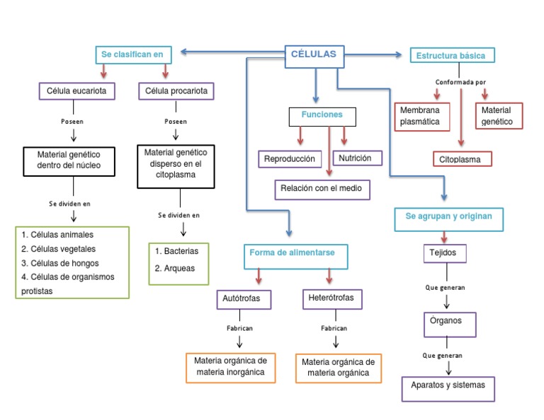 Mapa Conceptual Celula | PDF