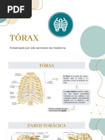 Anatomía y Estructura del Tórax | PDF | Tórax | Vértebra