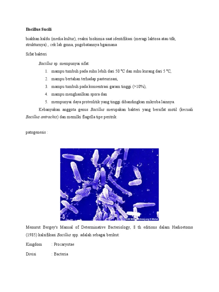 Bacillus Subtilis | PDF