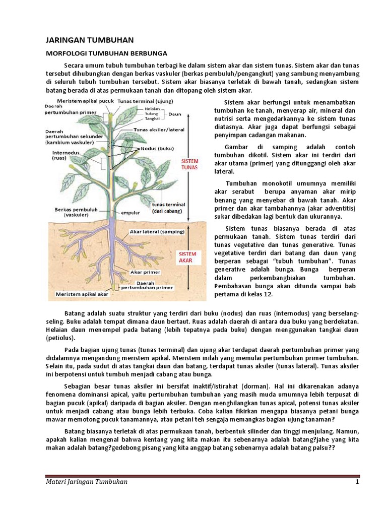 Jaringan Tumbuhan: Meristem dan Vaskuler | PDF | Sains & Matematika