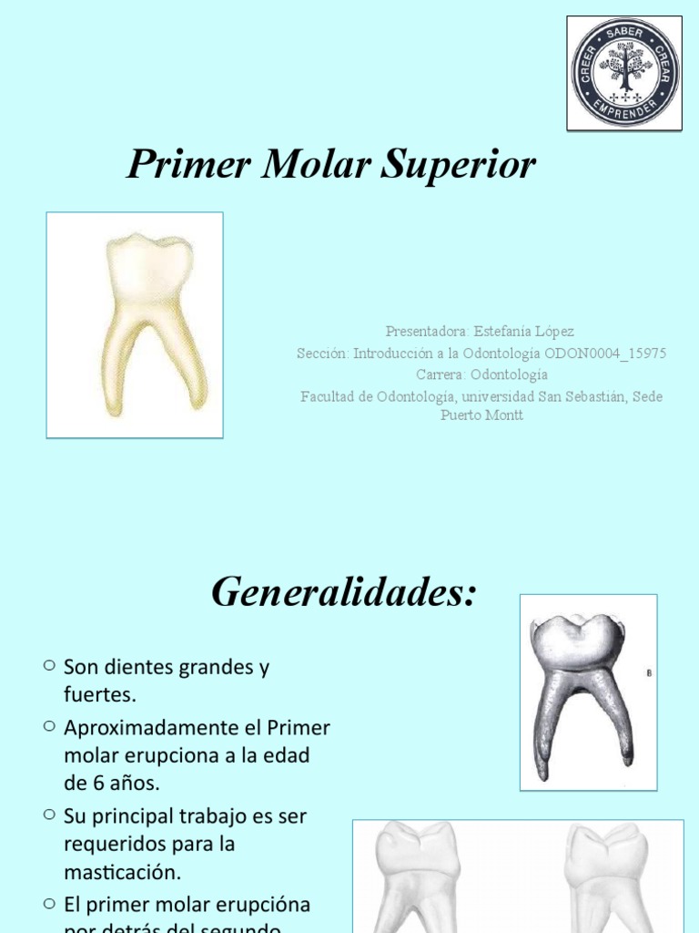 Primer Molar Superior | PDF