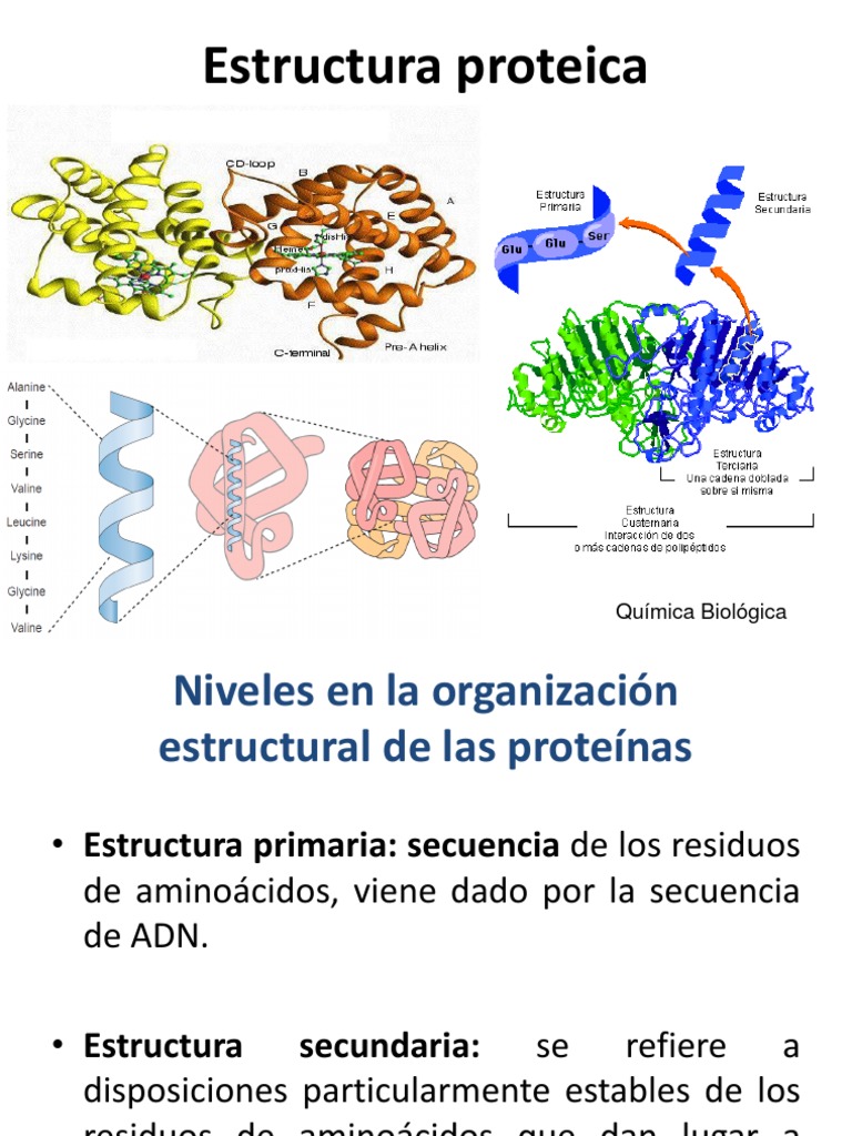 Estructura De Las Proteínas Primaria, Secundaria, Terciaria Y Cuaternaria.