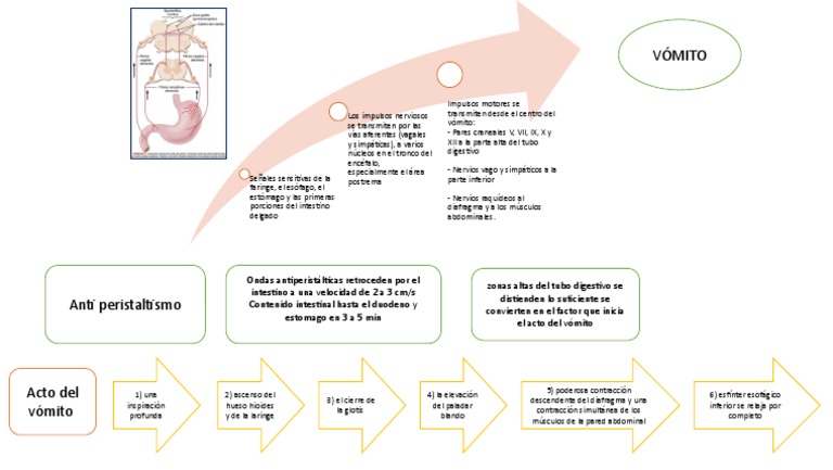 Fisiopatologia Vomito | PDF | Sistema digestivo humano | Estómago