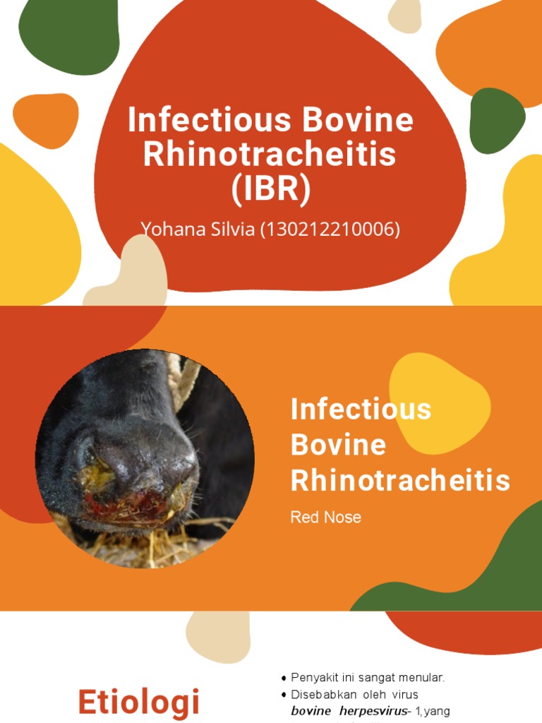 IBR Sapi | PDF